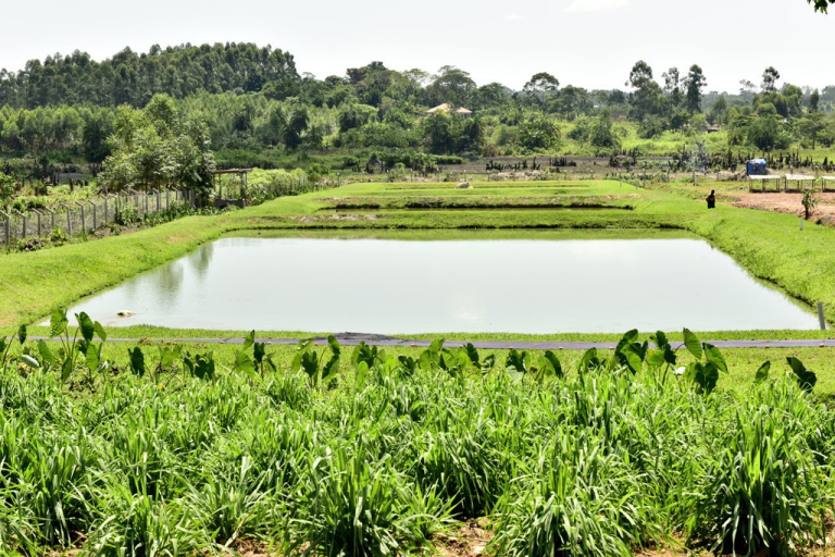 The 4-Acre Model Will Transform The North - presidentialinitiatives.go.ug